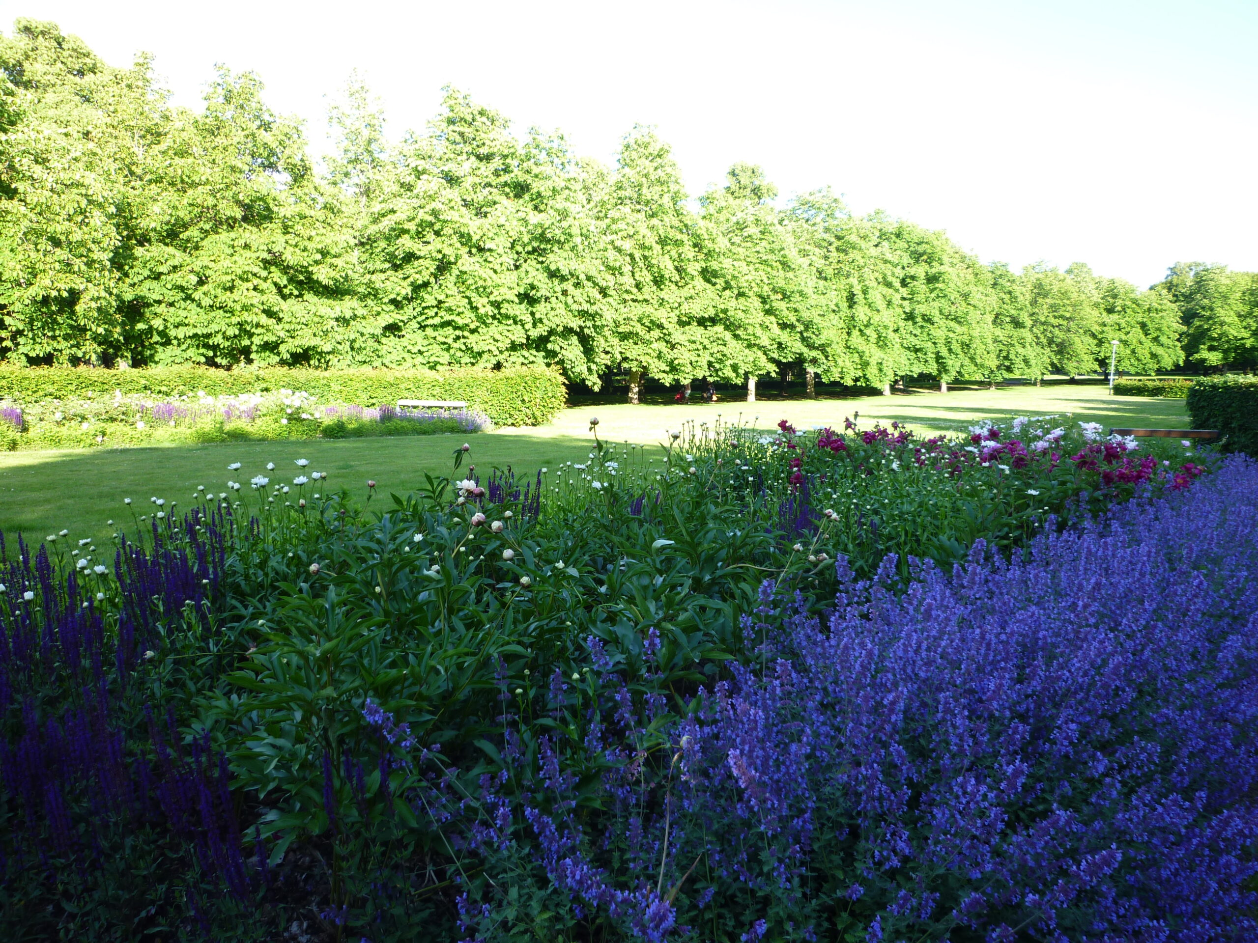 聴くと元気になれる！「Isadoras land」by Emilia Amper | 峰村茜 / ニッケルハルパ奏者