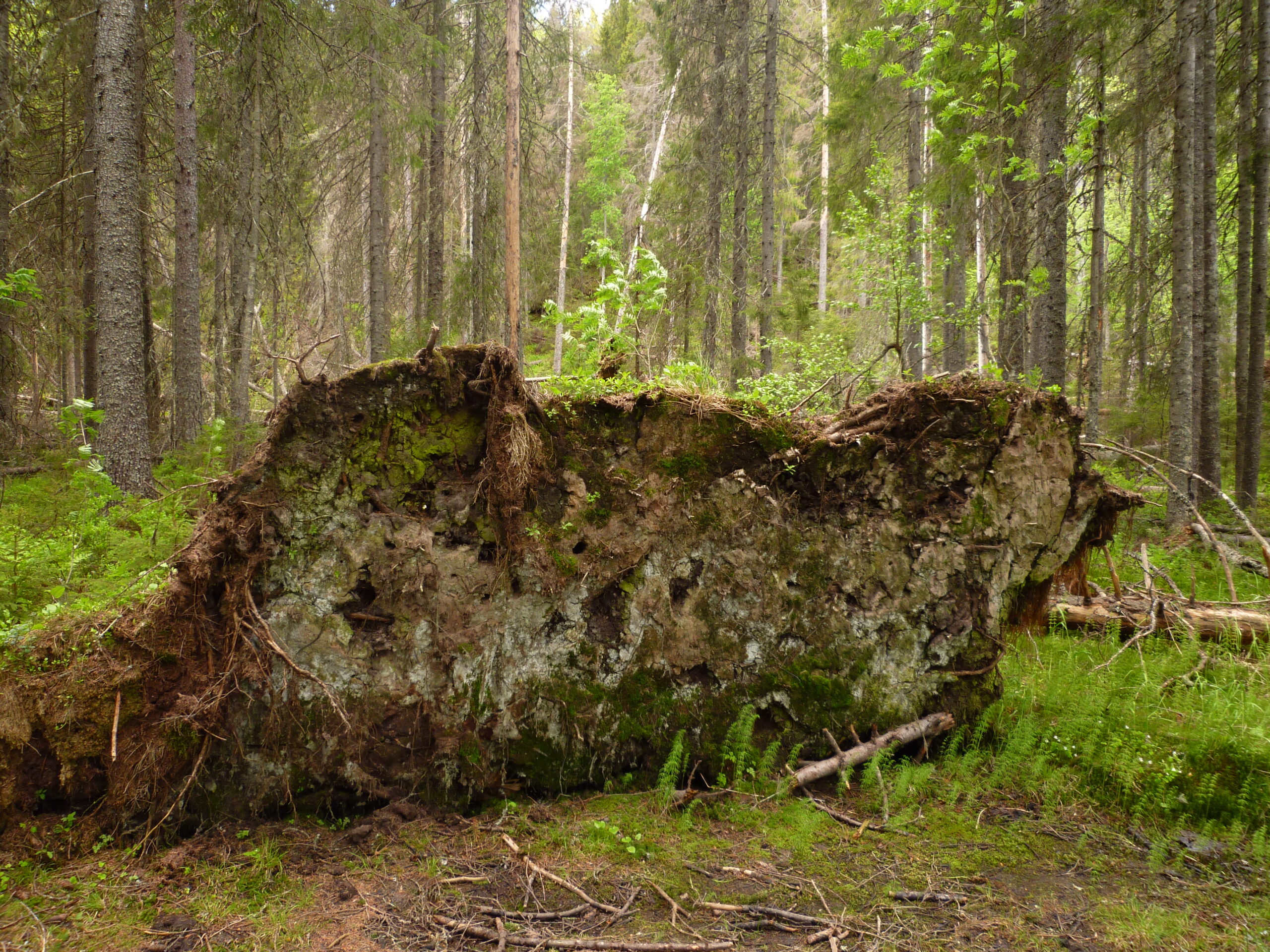 Rena Rama & Roger Tallroth（Boda, 2021）のコンサートの和訳③ | 峰村茜 / ニッケルハルパ奏者